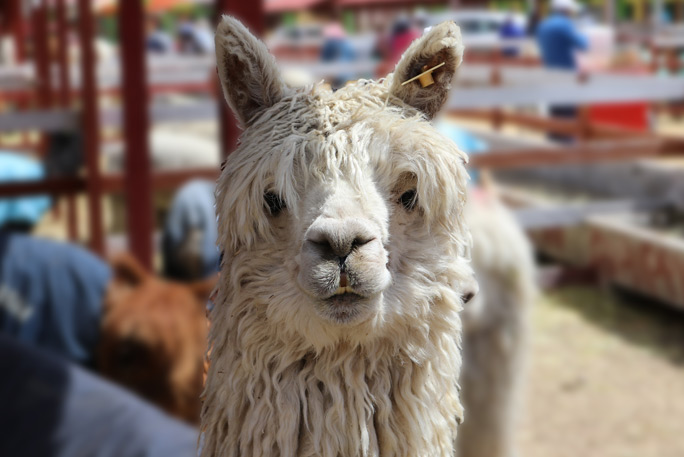 In pictures: Army of alpacas set a new record in Peru | Guinness World ...