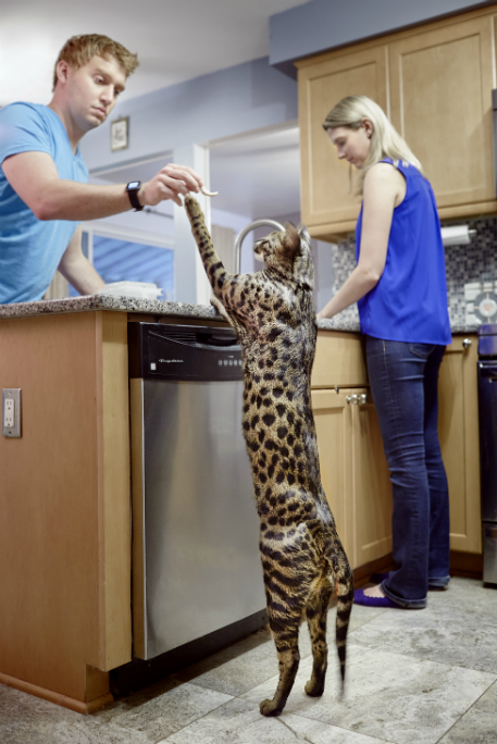Cygnus and Arcturus: How the tallest cat and the kitty with the longest ...
