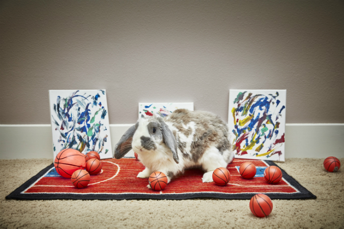 Video: Bini the bunny hops into Guinness World Records Amazing Animals ...