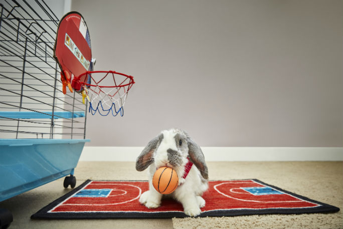 Video: Bini the bunny hops into Guinness World Records Amazing Animals ...