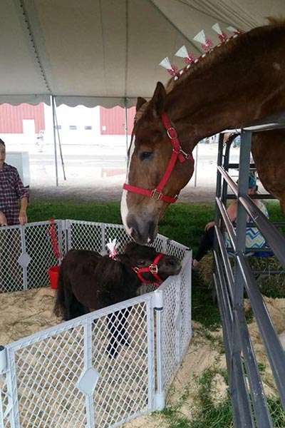 On this day in 2010: Big Jake, the world’s tallest horse, is measured ...