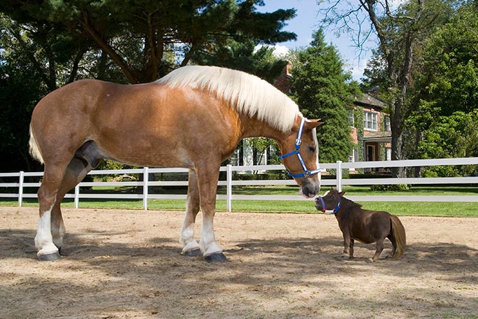 On this day in 2010: Big Jake, the world’s tallest horse, is measured ...