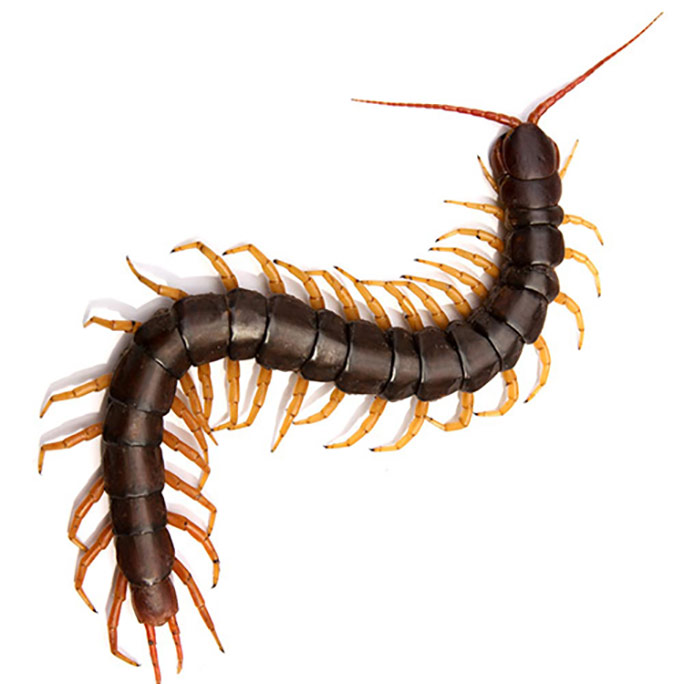 5 incredible animals in Guinness World Records' new book, Wild Things ...