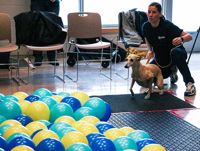 Video: Toby the Whippet bursts dog balloon record as he pops 100 in ...