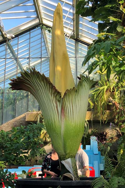 What’s that blooming stench? World’s tallest – and smelliest – flower ...