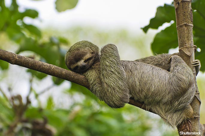 Life in the slow lane: three amazing sloth records | Guinness World Records