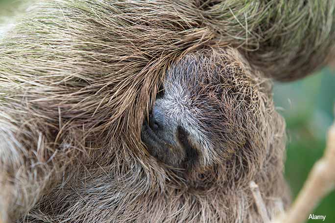 Life in the slow lane: three amazing sloth records | Guinness World Records
