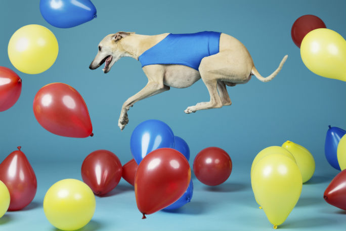 Video: Toby the Whippet bursts dog balloon record as he pops 100 in ...