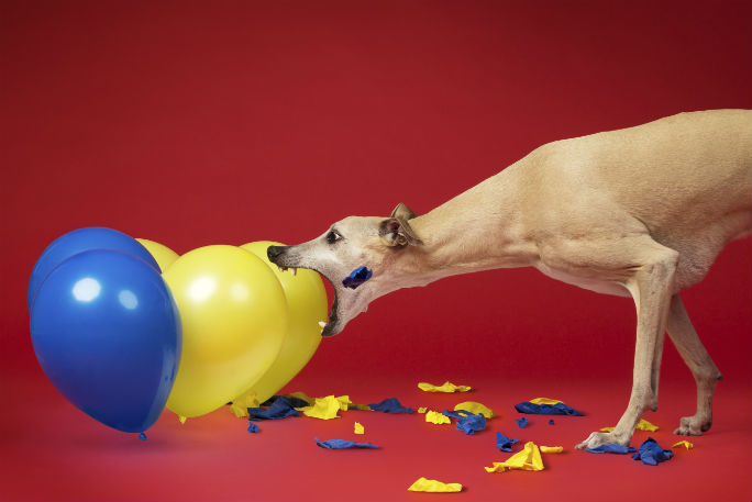 Video: Toby the Whippet bursts dog balloon record as he pops 100 in ...