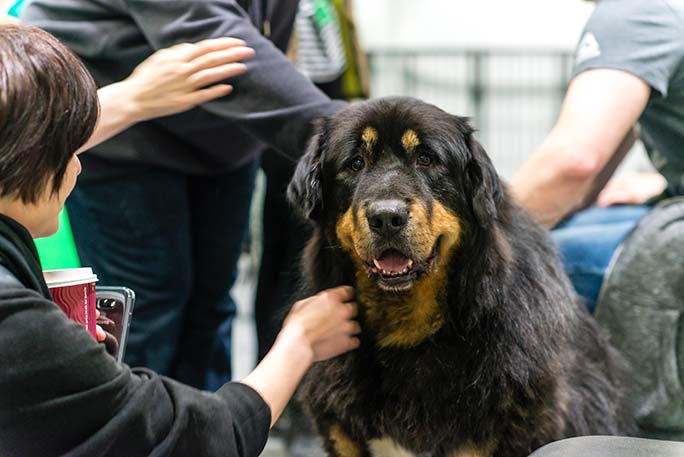 Meet record-breaking dogs and get 20% off your visit to the National ...