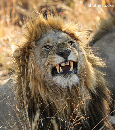 Discover the record-breakers behind BBC's Dynasties | Guinness World ...