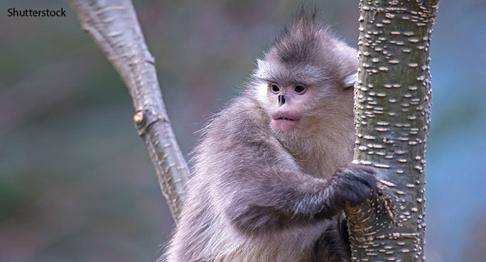 Kings of the swingers: see in World Monkey Day with five super simians ...