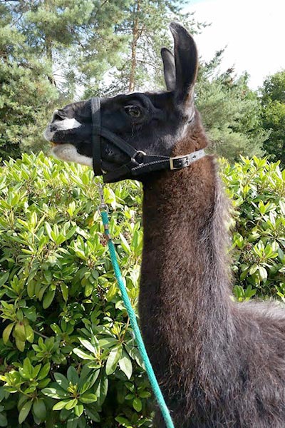 The world's oldest llama and his 'life of luxury' on a Washington farm ...