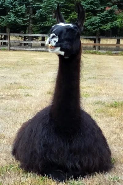 The world's oldest llama and his 'life of luxury' on a Washington farm ...
