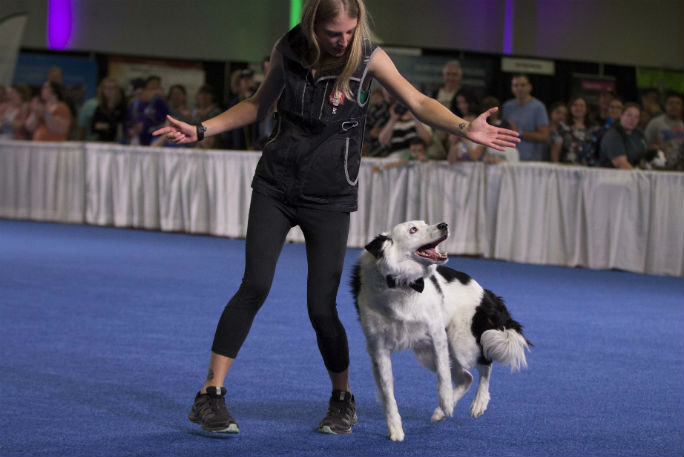 America’s Got Talent's Sara and Hero complete the most tricks by a dog ...