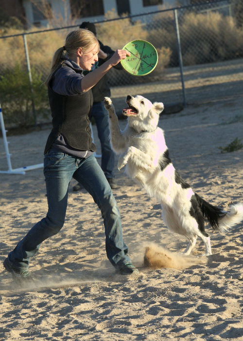 America’s Got Talent's Sara and Hero complete the most tricks by a dog ...