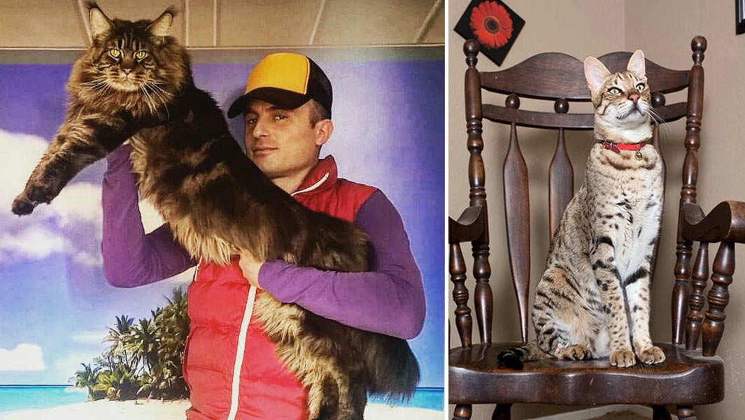 A history of big cats as another Maine Coon becomes the world's longest ...