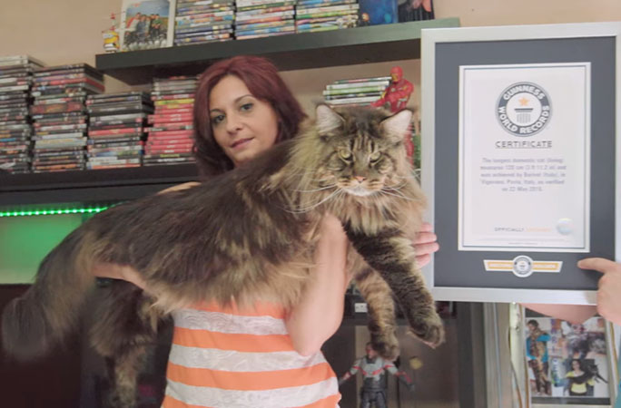 Video: Meet the record-breaking cat who's longer than a baseball bat ...