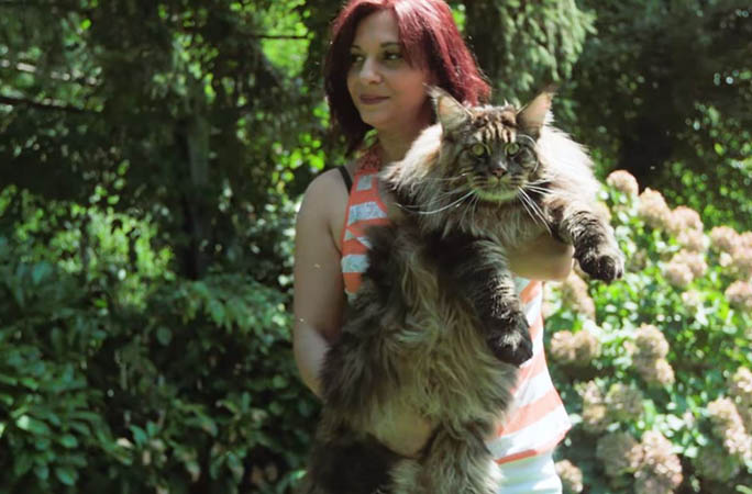 Video: Meet the record-breaking cat who's longer than a baseball bat ...