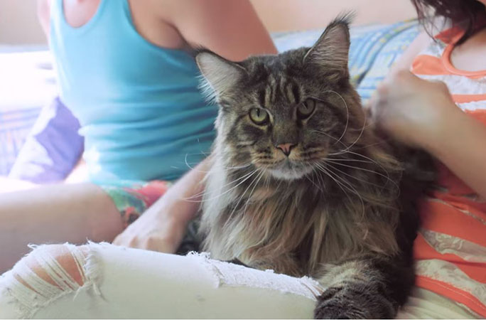 Video: Meet the record-breaking cat who's longer than a baseball bat ...