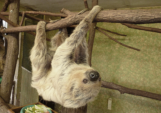 Slow and steady wins the race: introducing the world’s oldest sloth ...