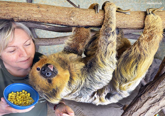 Slow and steady wins the race: introducing the world’s oldest sloth ...