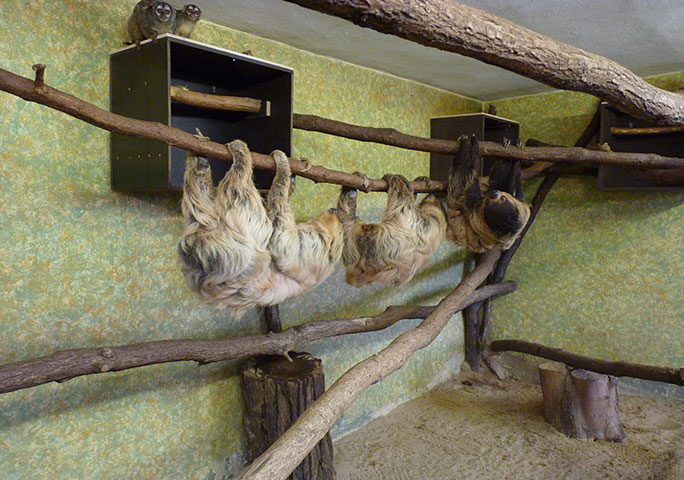 Slow and steady wins the race: introducing the world’s oldest sloth ...