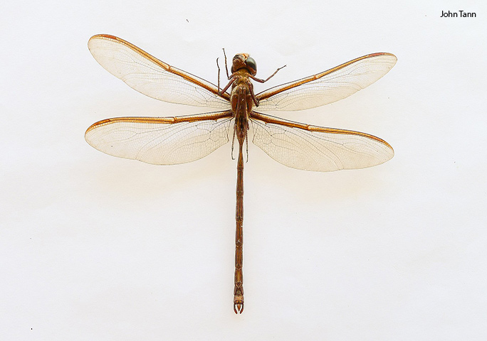 World’s fastest ant gallops into the record books, clocking 20 times ...