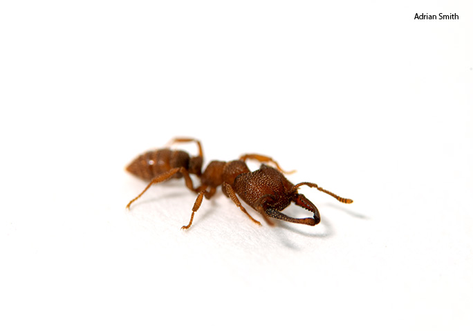 World’s fastest ant gallops into the record books, clocking 20 times ...