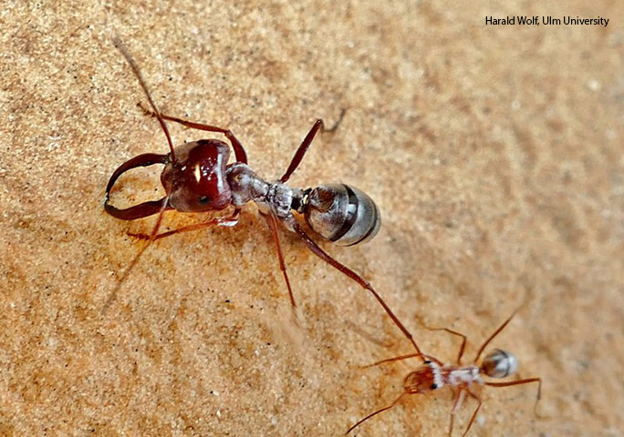 World’s fastest ant gallops into the record books, clocking 20 times ...