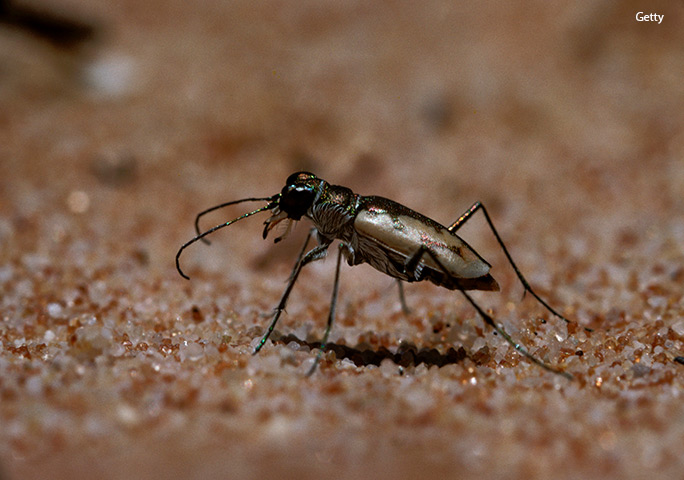 World’s fastest ant gallops into the record books, clocking 20 times ...