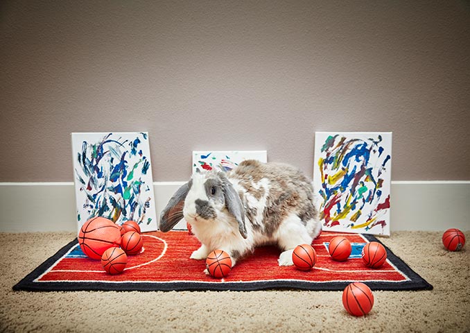 Multi-talented rabbit leaps into the record books | Guinness World Records