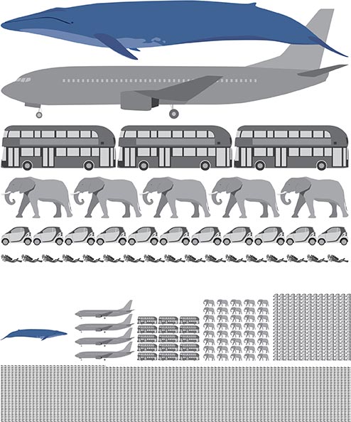 The record-setting anatomy of the blue whale: a look inside the largest ...