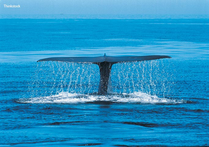 The record-setting anatomy of the blue whale: a look inside the largest ...
