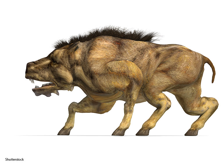 Chinese New Year: 8 fantastic pig records to celebrate the Year of the ...