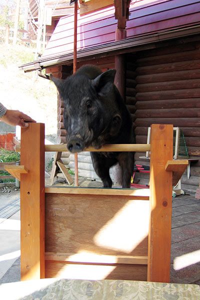 Chinese New Year: 8 fantastic pig records to celebrate the Year of the ...