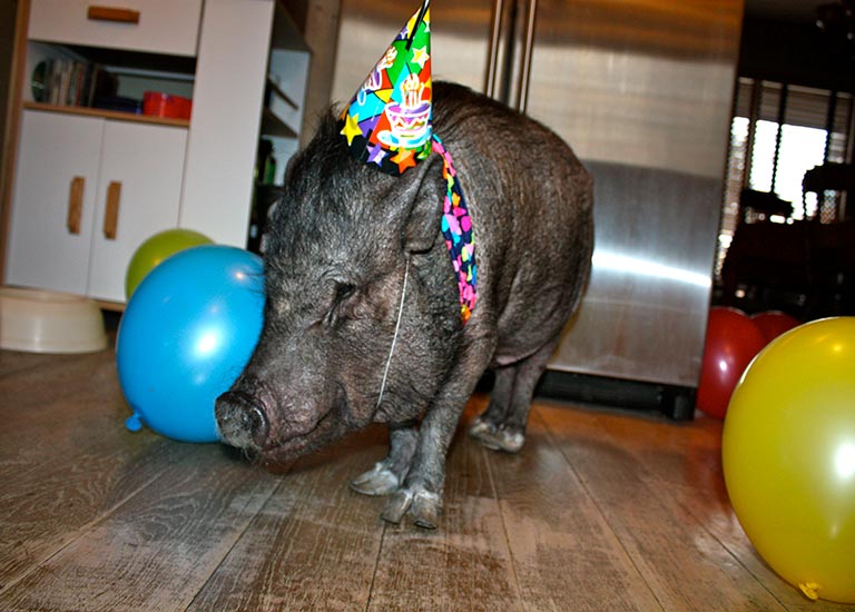 Chinese New Year: 8 fantastic pig records to celebrate the Year of the ...