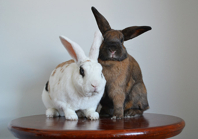 Multi-talented rabbit leaps into the record books | Guinness World Records