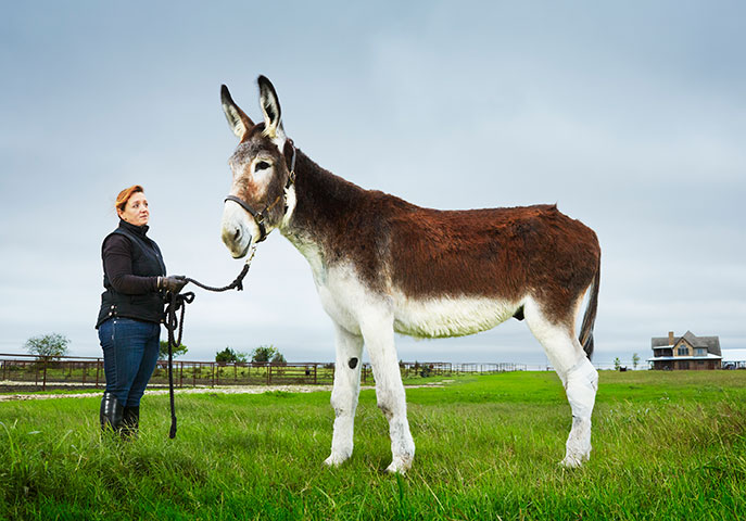 Prodigious pets: five of the world's biggest domestic animals | Guinness World Records