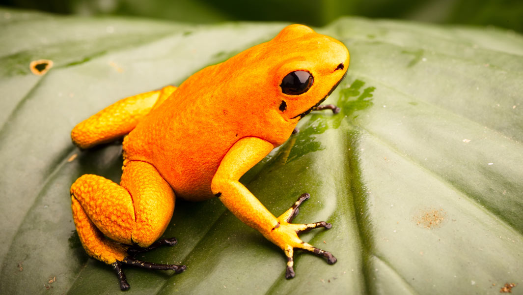 Biggest Frog In The World Biggest Tree Frog Of The World Hi Res Stock