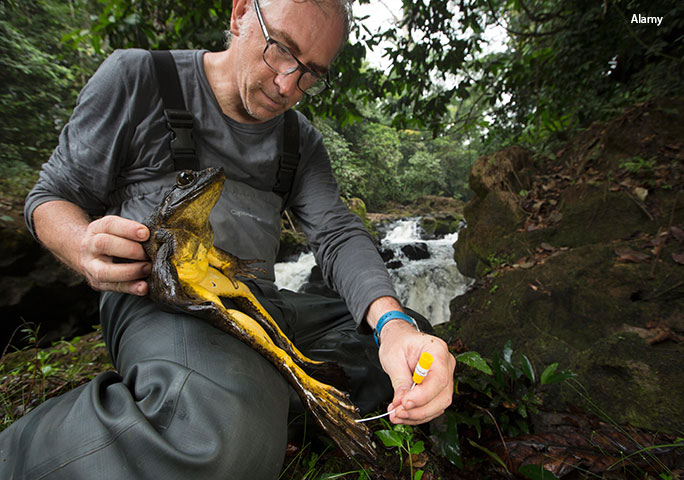 Five fantastic frog facts and records to mark World Frog Day | Guinness ...