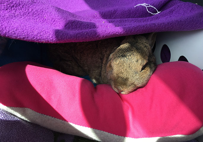 Meet Mick, the world’s oldest rabbit who is 16 years old | Guinness ...