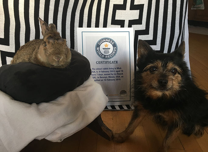 Meet Mick, the world’s oldest rabbit who is 16 years old | Guinness ...