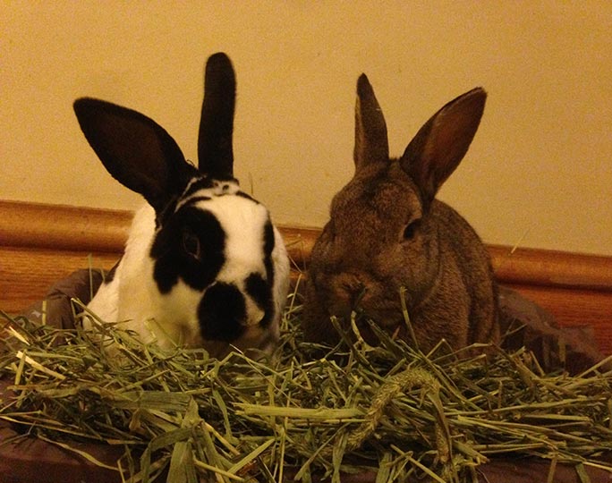Meet Mick, the world’s oldest rabbit who is 16 years old | Guinness ...