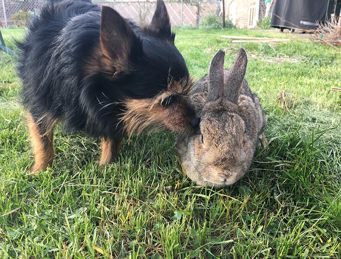 Meet Mick, the world’s oldest rabbit who is 16 years old | Guinness ...
