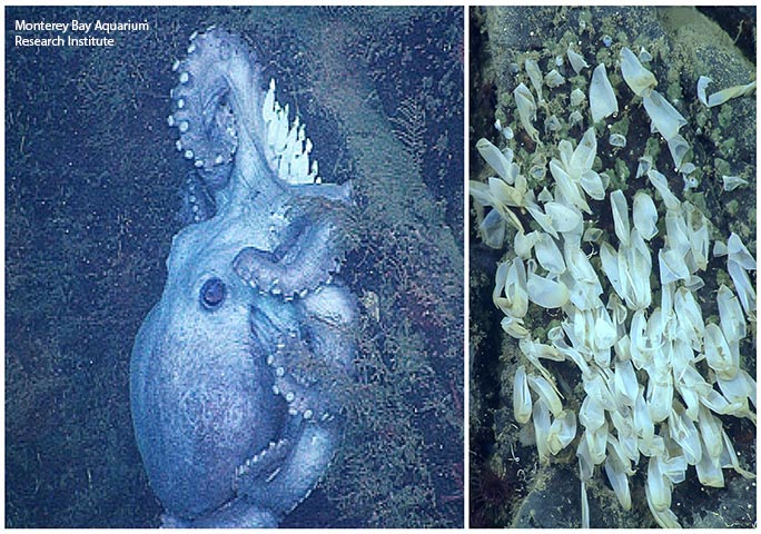 Record-breaking animal mums which go the extra mile – and why some eat ...