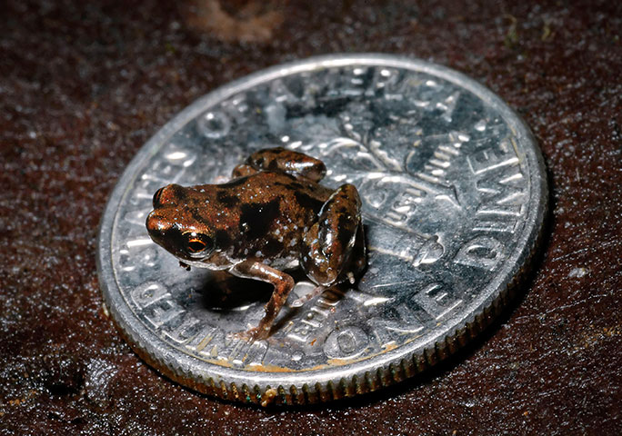 Five fantastic frog facts and records to mark World Frog Day | Guinness ...