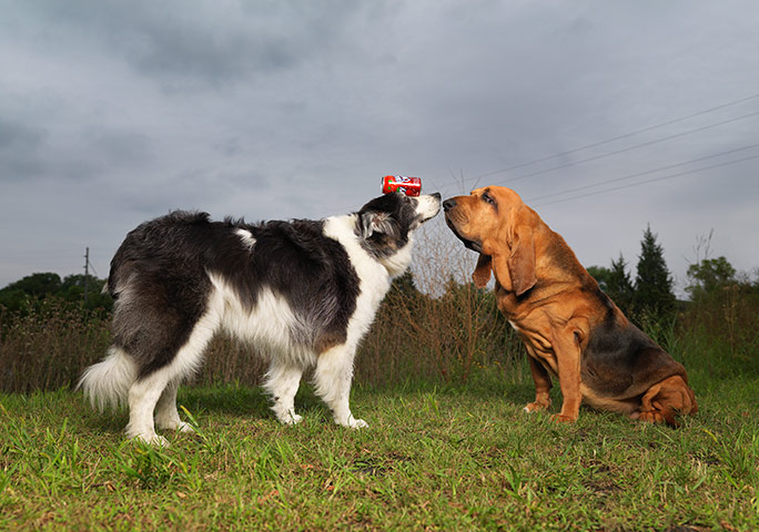 The ordinary dogs with extraordinary body features – could YOUR pooch ...