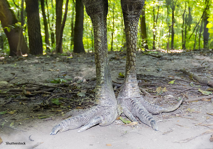 Why the cassowary is the world's most dangerous bird | Guinness World ...