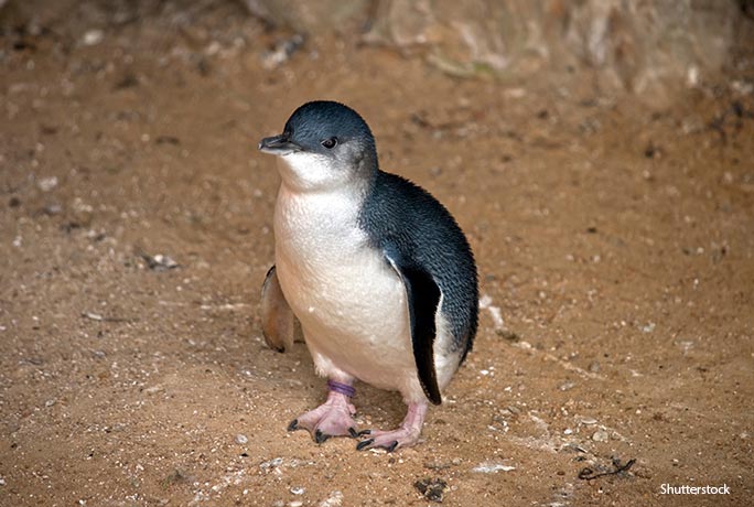 The great penguin rescue: an interview with "The Penguin Lady" who ...